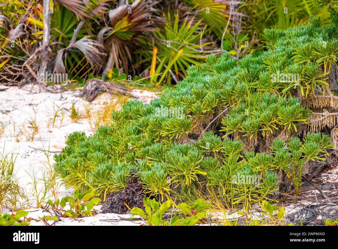 Tropical mexican caribbean beach nature with plants palm trees and fir ...