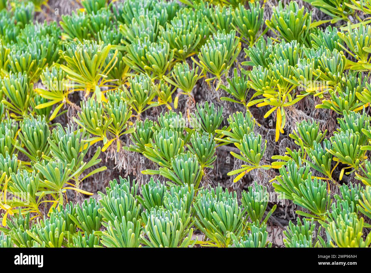 Tropical mexican caribbean beach nature with plants palm trees and fir ...