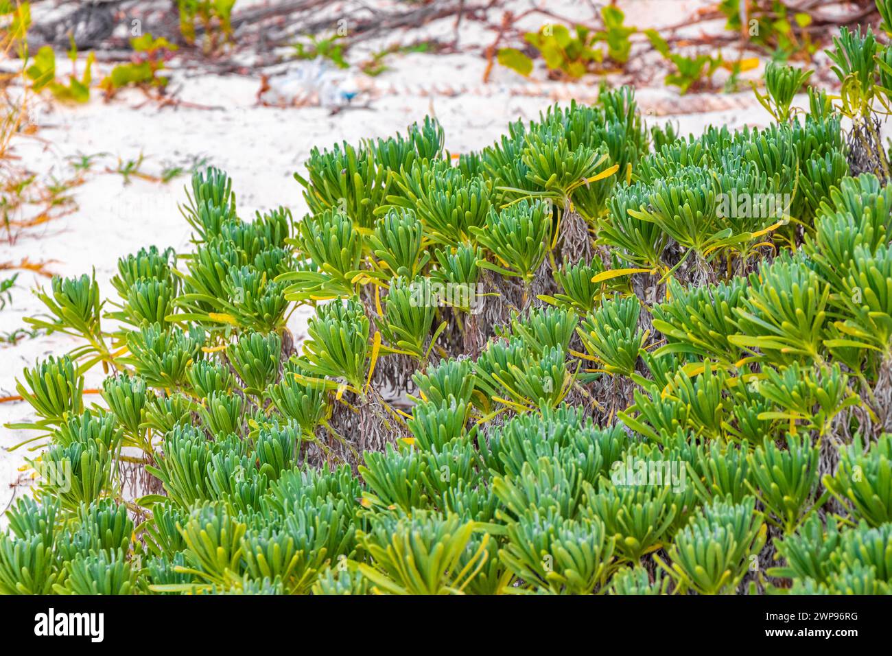 Tropical mexican caribbean beach nature with plants palm trees and fir ...