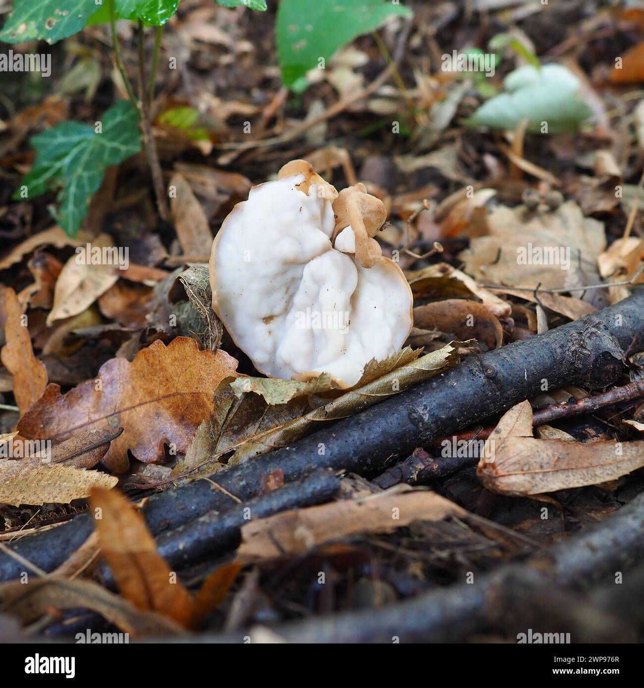 Helvelaceae family hi-res stock photography and images - Alamy