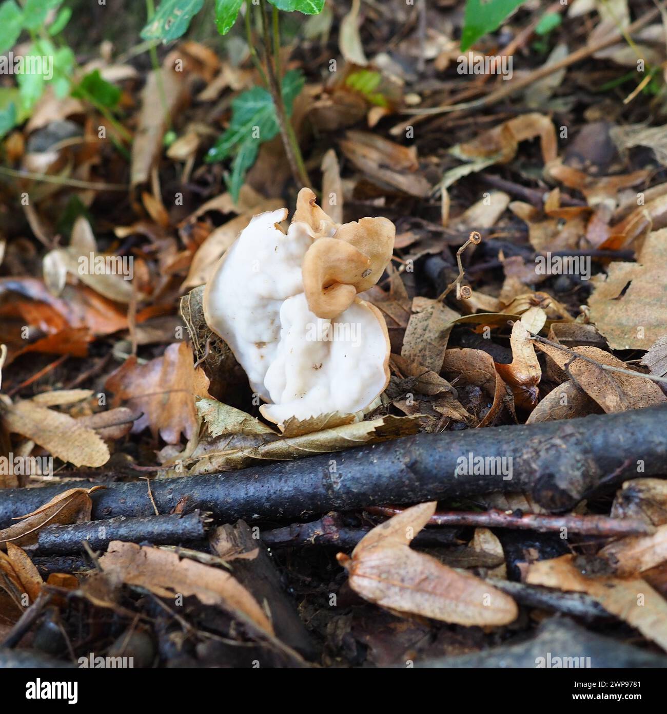 Curly lobe, or curly Helvella crispa is a species of fungus belonging ...