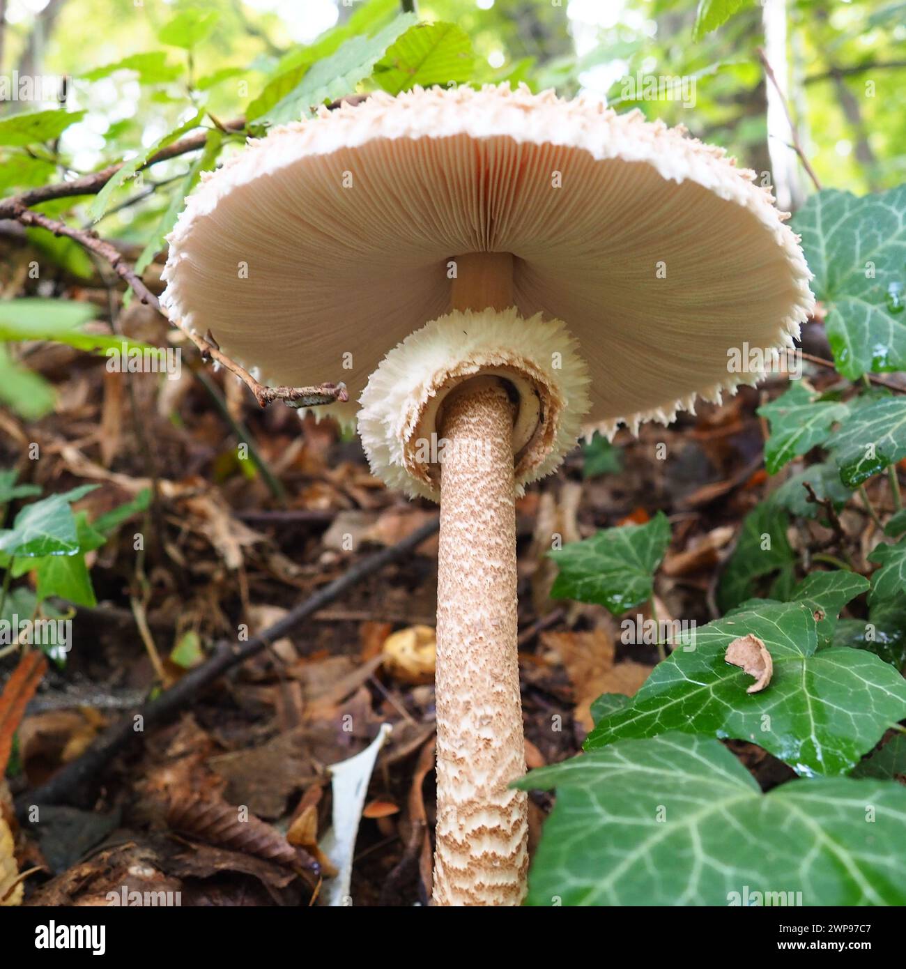 Parasol mushroom Macrolepiota procera is a species of mushrooms of the ...