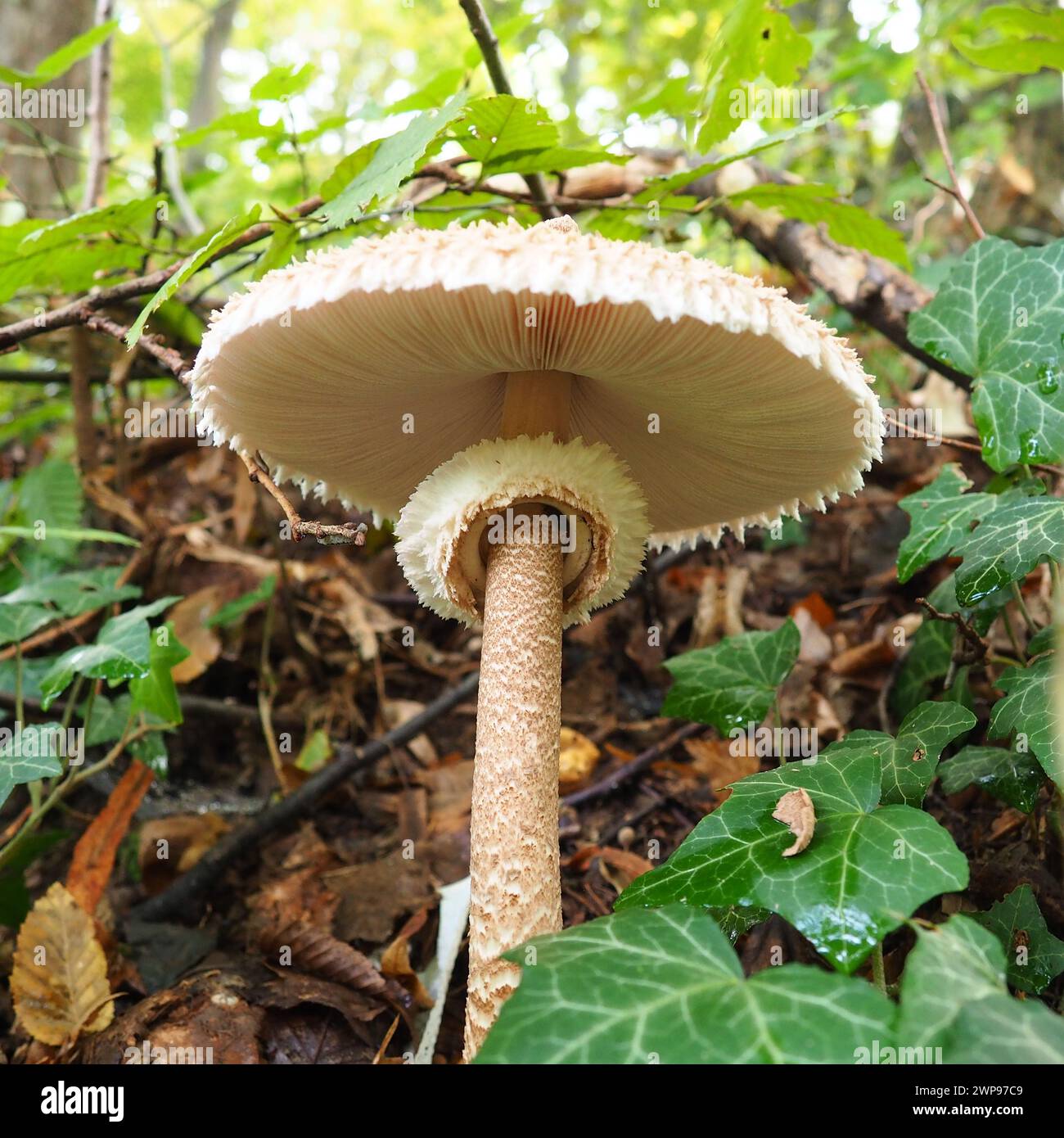 Parasol mushroom Macrolepiota procera is a species of mushrooms of the ...