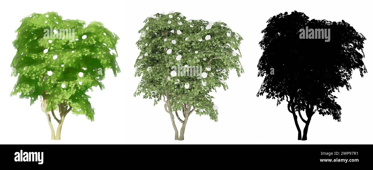 Set or collection of Japanese Camelia trees, painted, natural and as a ...