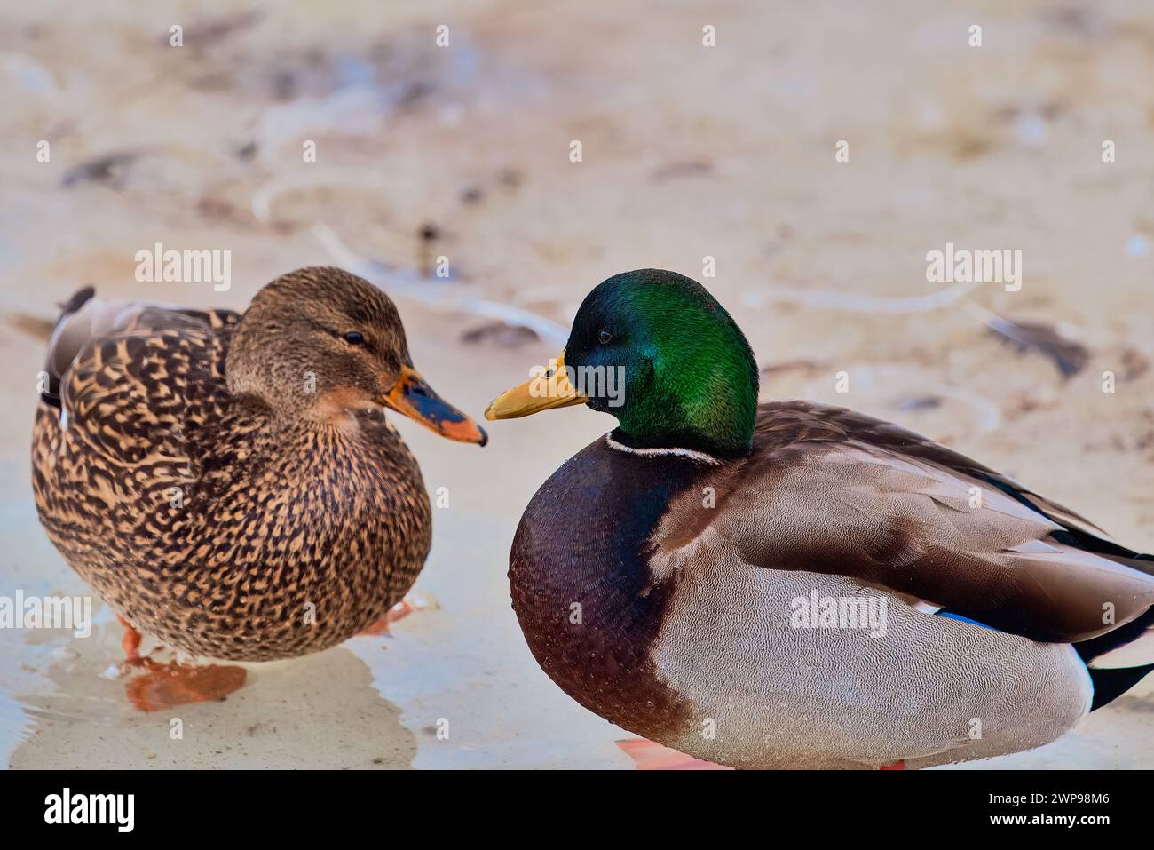 Pair of mallard ducks on a shallow water surface, male with iridescent ...