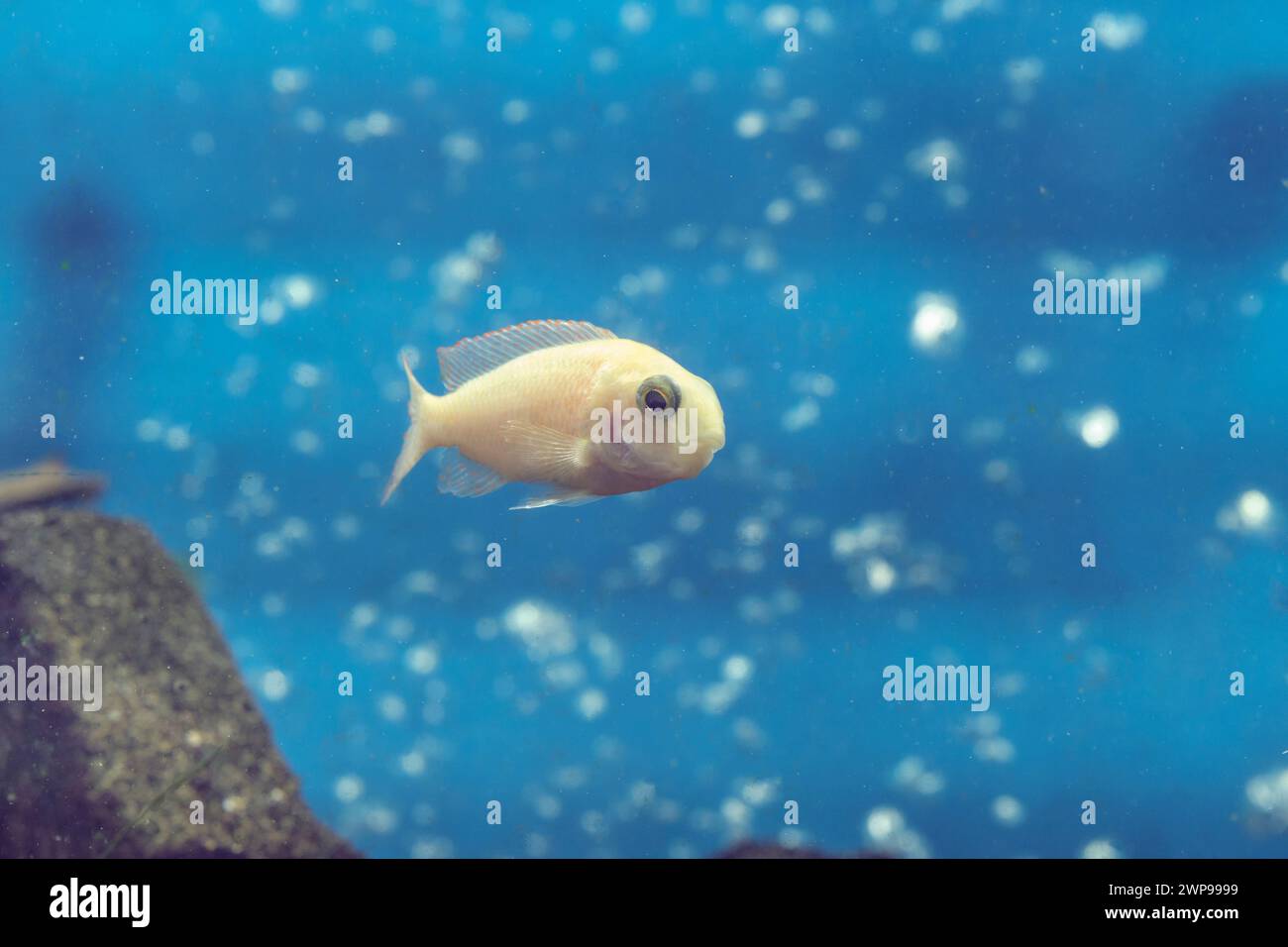 White citron cichlid in an aquarium peeks out from hiding Stock Photo ...