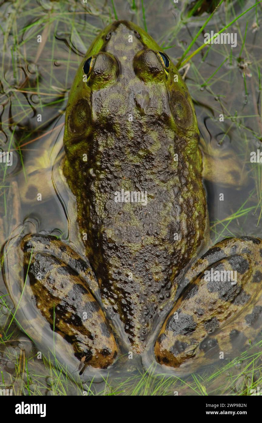 Top view of an American Bullfrog, Lithobates catesbeianus, in Rock Pond ...