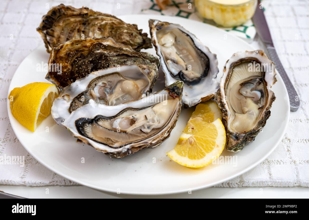 Fresh big alive french, dutch, pacific or japanese oysters molluscs ...