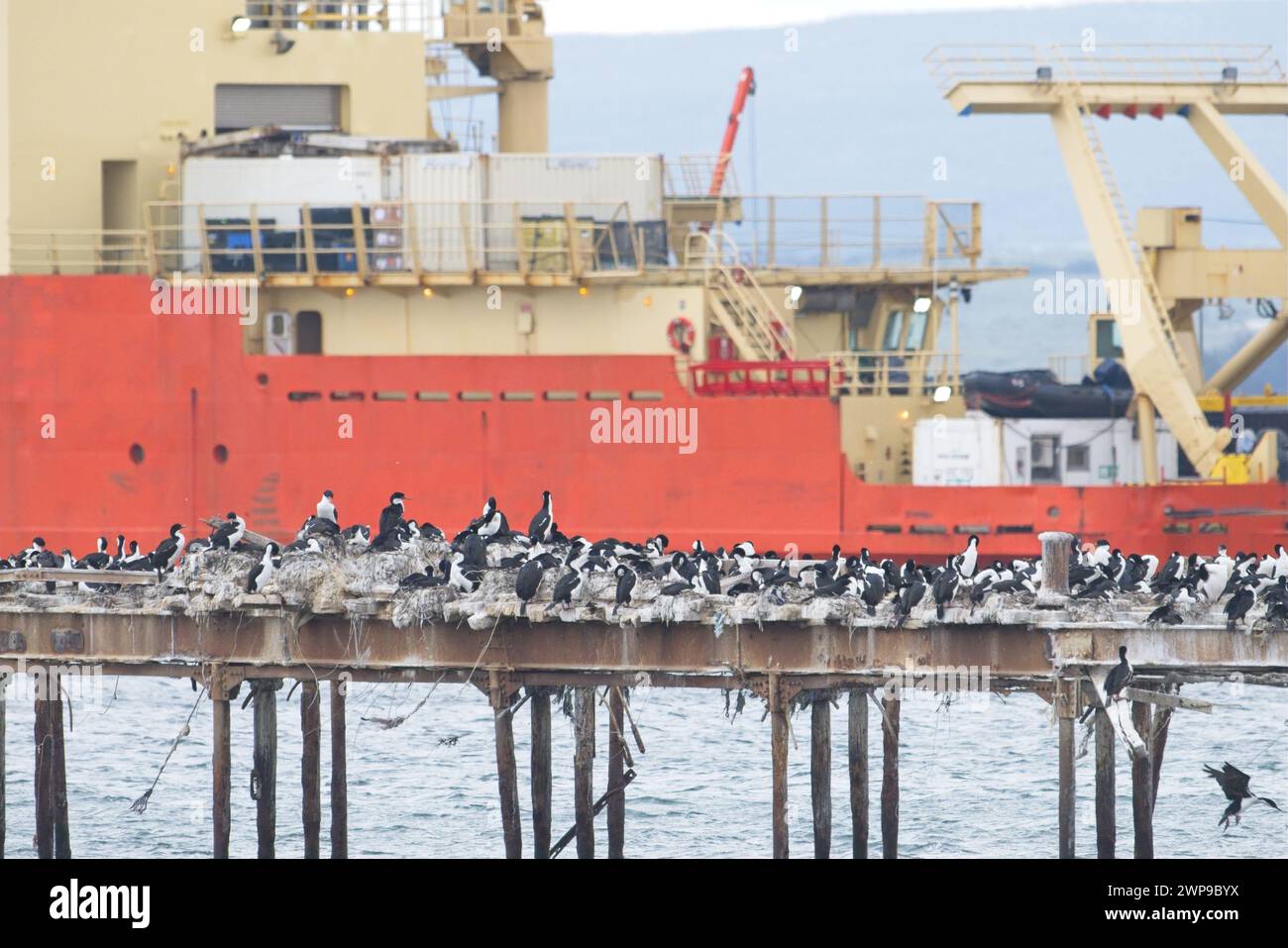 Palmer station antarctica hi-res stock photography and images - Alamy
