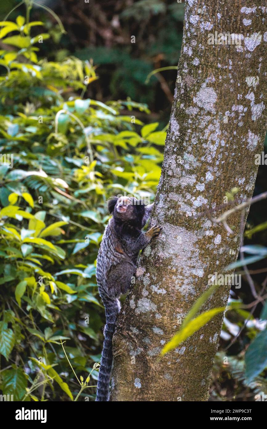 Sagui monkey in the wild, in the countryside of São Paulo Brazil Stock ...