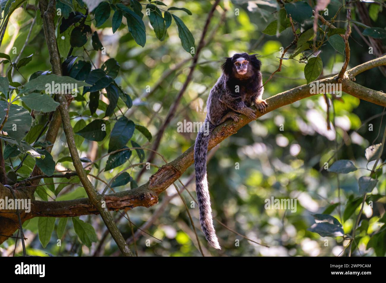 Sagui monkey in the wild, in the countryside of São Paulo Brazil Stock ...