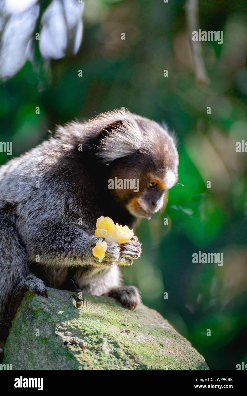 Sagui monkey in the wild eating a piece of banana, in the countryside ...