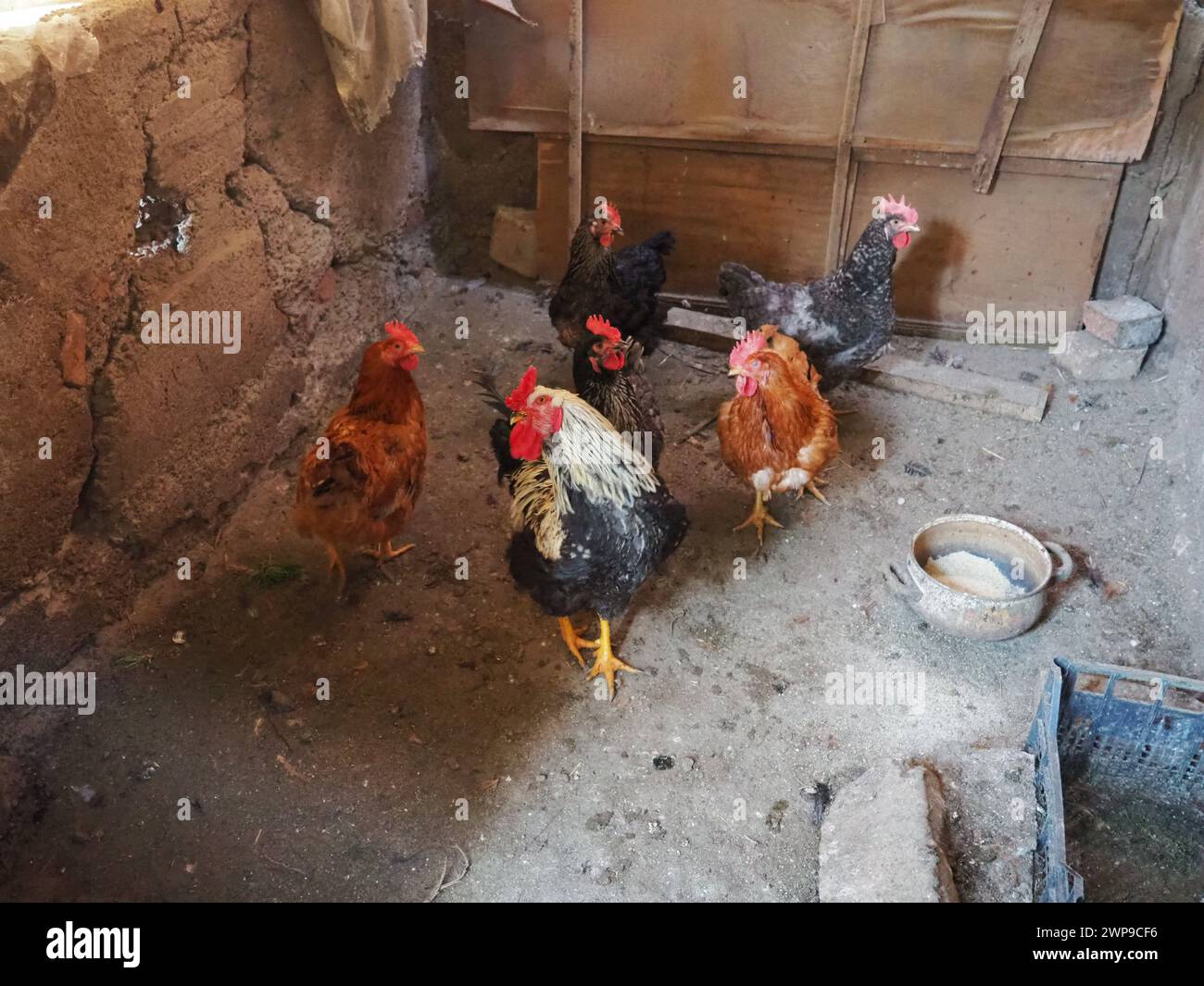 chicken in the barn. Chickens and roosters in a rustic ambience. Brown ...