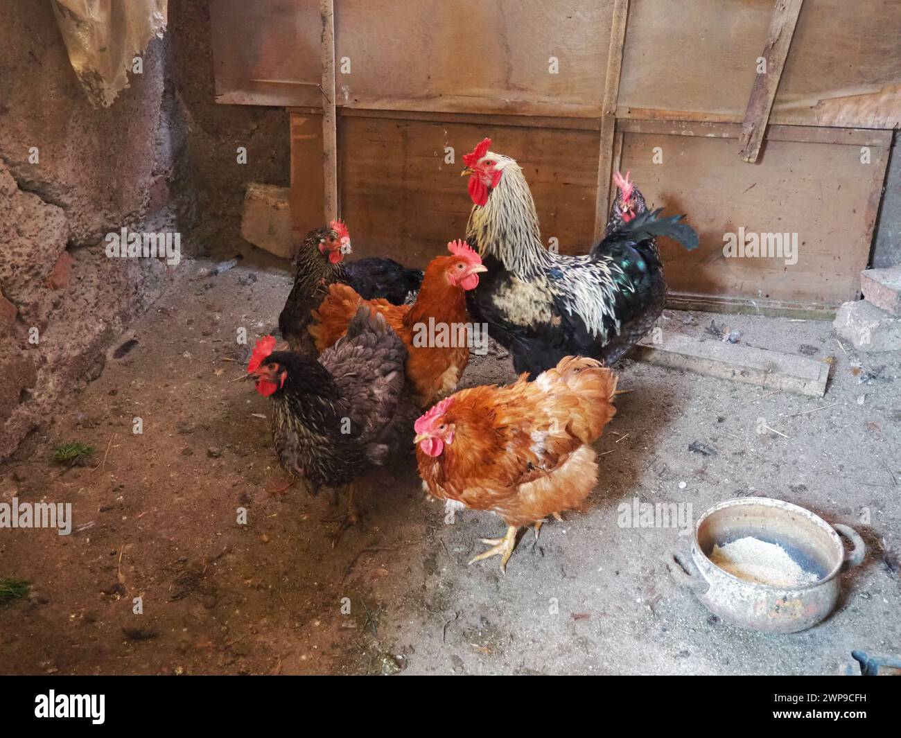 chicken in the barn. Chickens and roosters in a rustic ambience. Brown ...