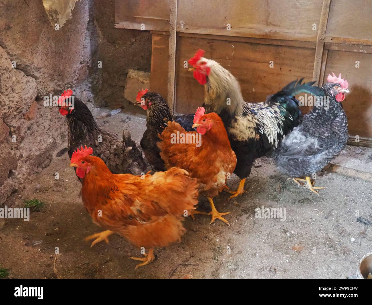 chicken in the barn. Chickens and roosters in a rustic ambience. Brown ...
