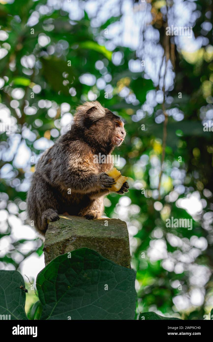 Sagui monkey in the wild eating a piece of banana, in the countryside ...