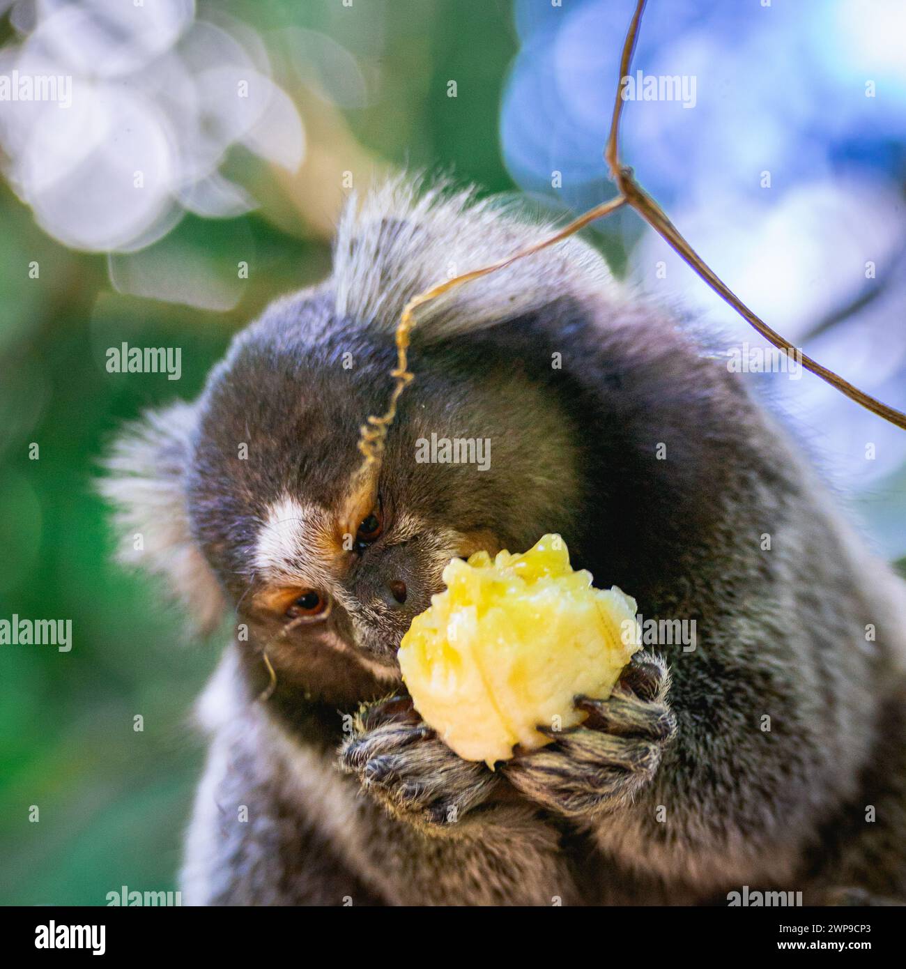 Sagui monkey in the wild eating a piece of banana, in the countryside ...