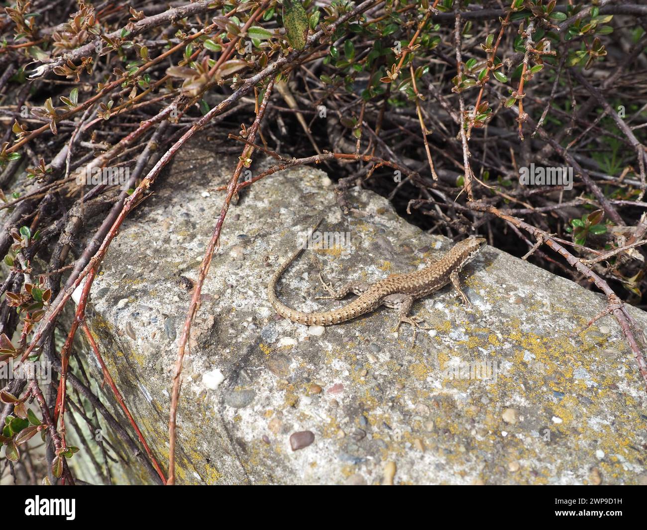 Lizard on a stone. A small brown lizard froze on the stone surface of ...