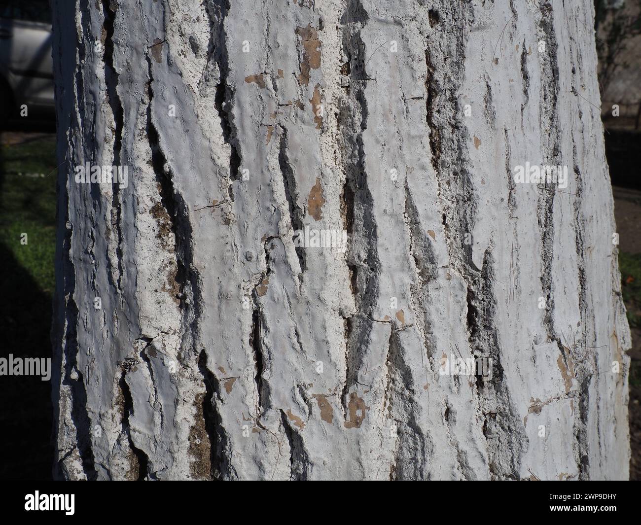 White trunk of a fruit tree. Protection of the tree from insects ...