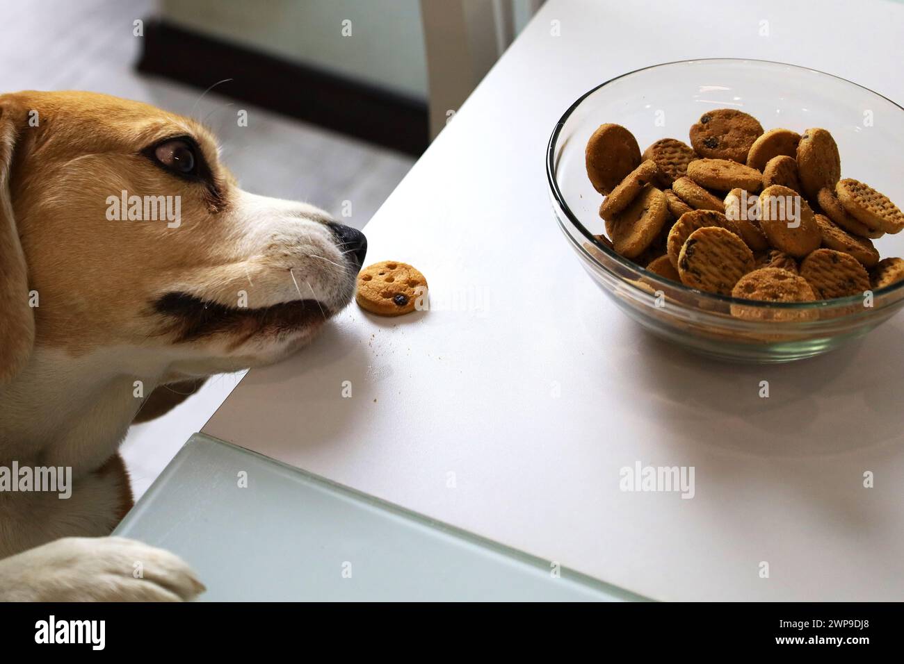 Alone in the kitchen, a hungry beagle dog tries to reach for the ...