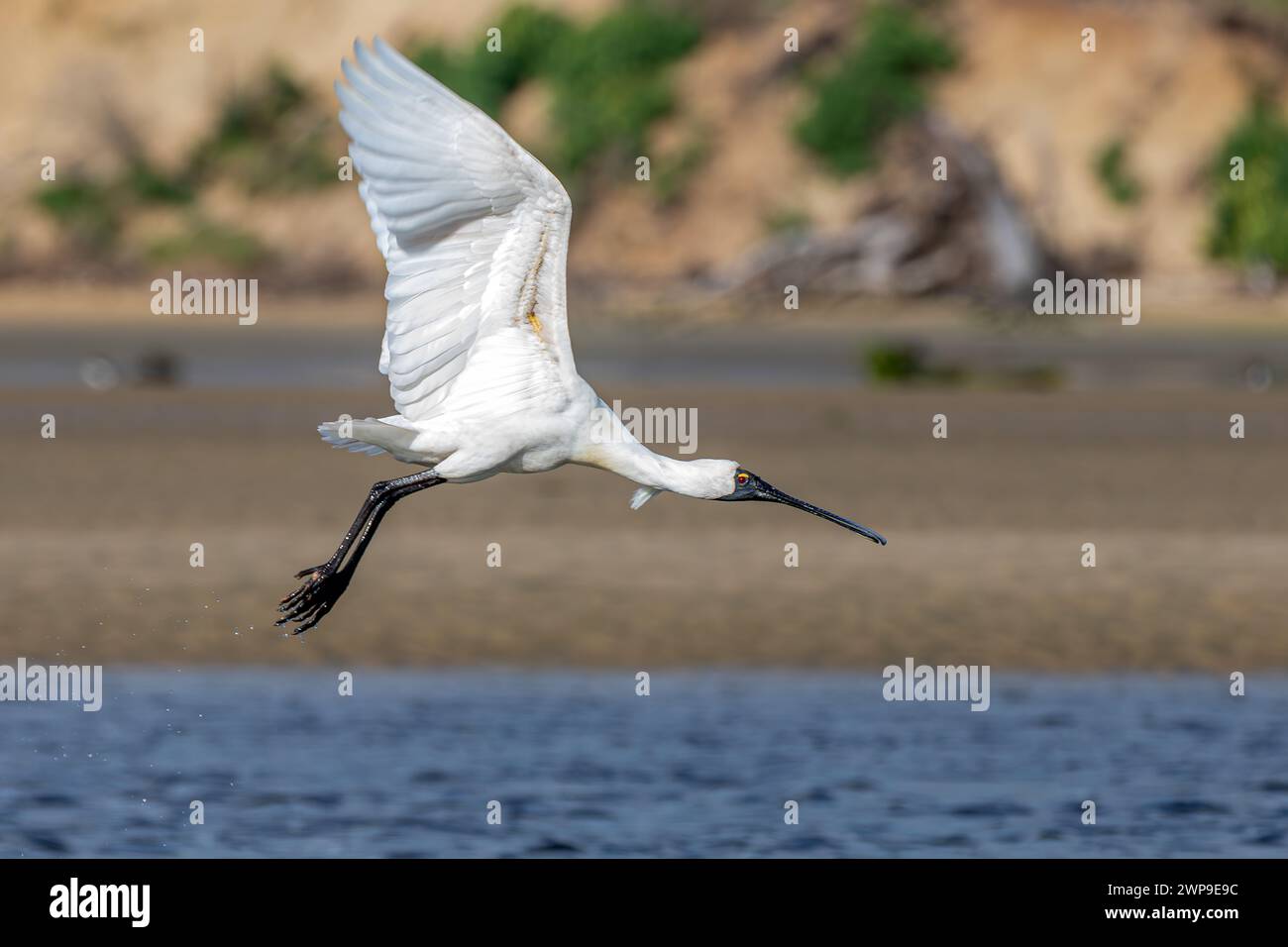 A royal spoonbill (Platalea regia) also known as the black-billed ...