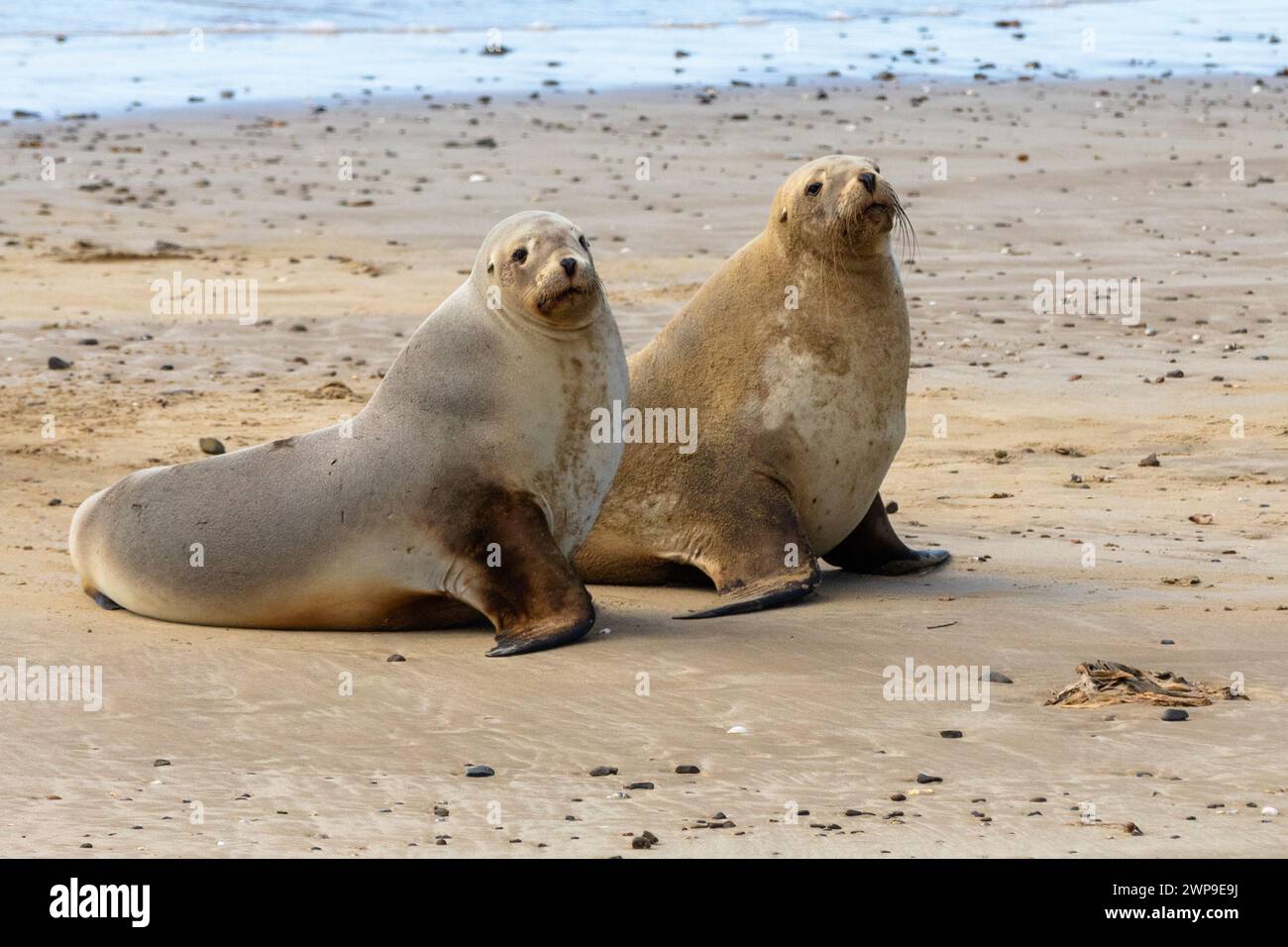 Pakake hi-res stock photography and images - Alamy
