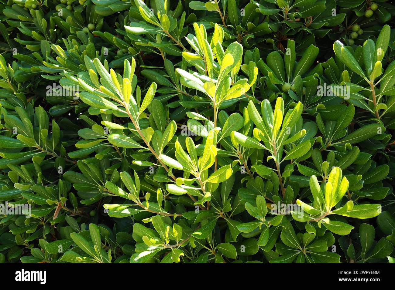 Pittosporum is a genus of 200 species of flowering plants in the family ...