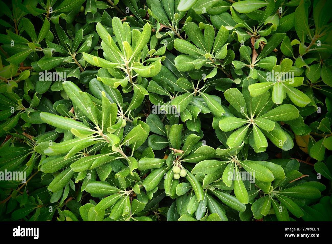 Pittosporum is a genus of 200 species of flowering plants in the family ...