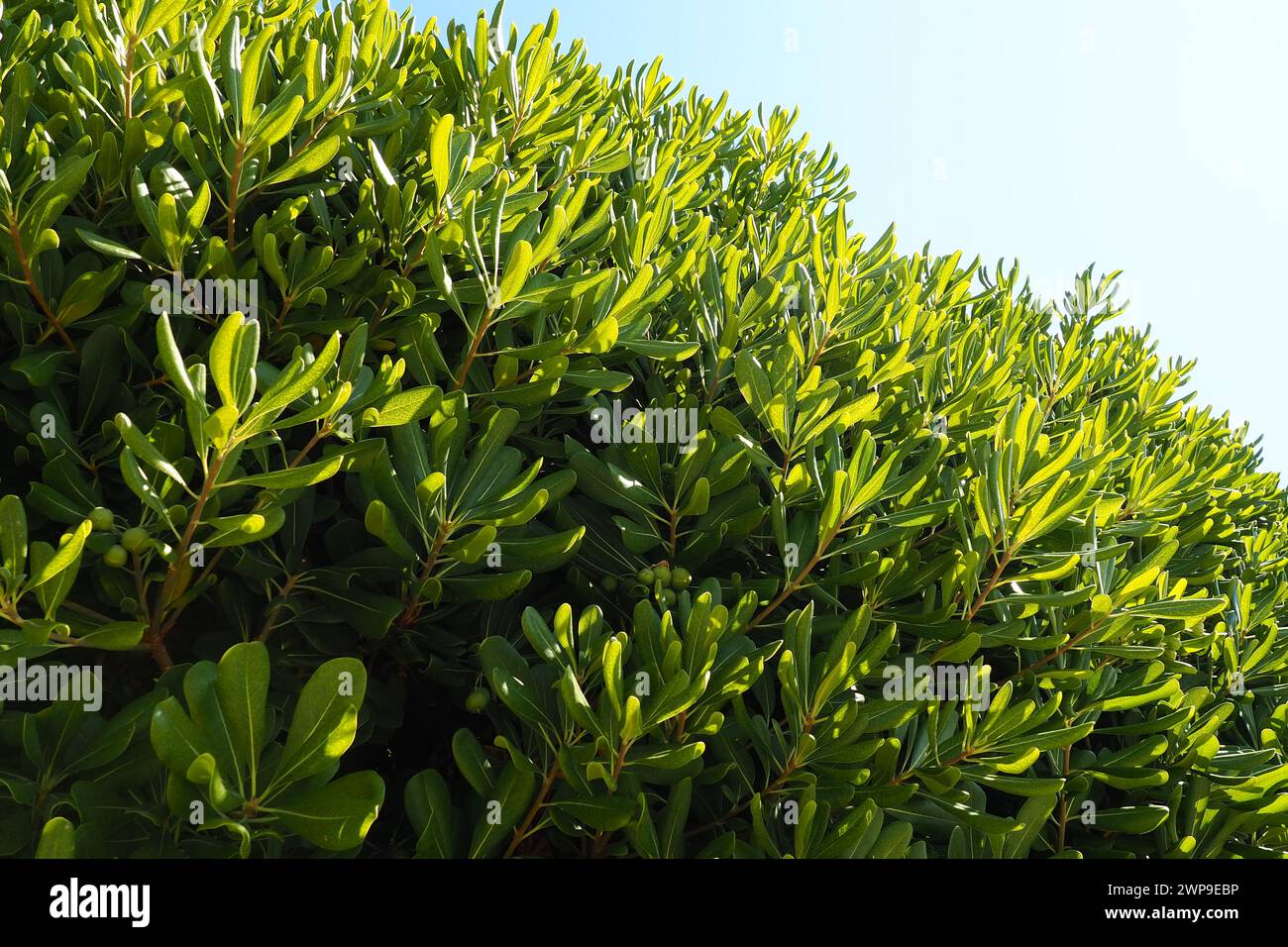 Pittosporum is a genus of 200 species of flowering plants in the family ...