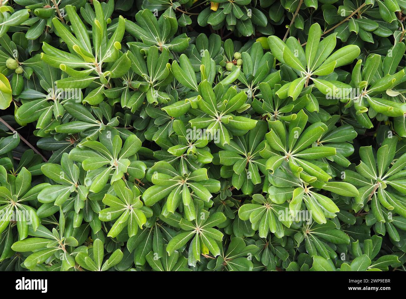 Pittosporum is a genus of 200 species of flowering plants in the family ...