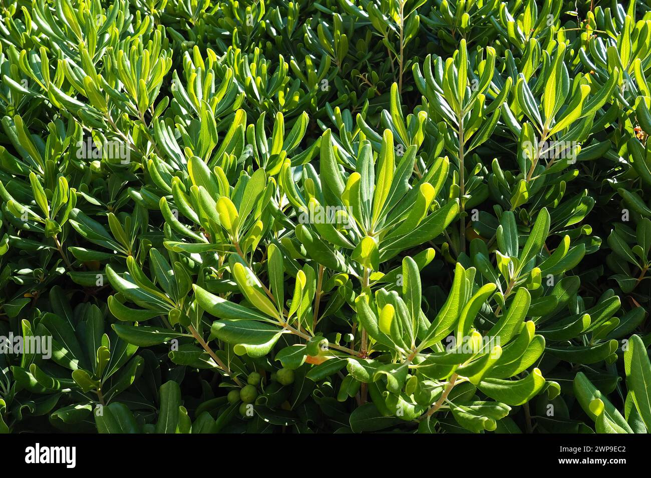 Pittosporum is a genus of 200 species of flowering plants in the family ...