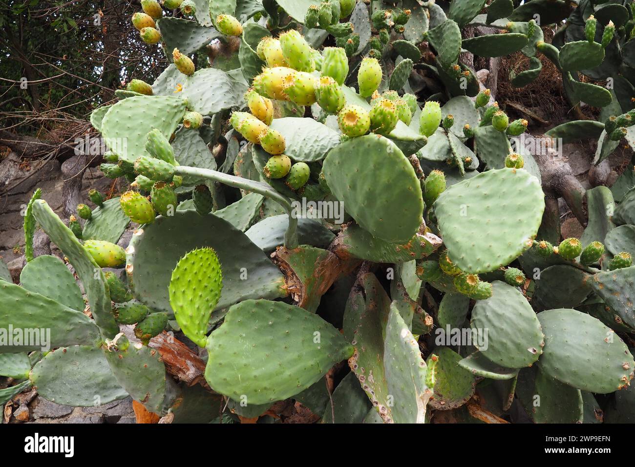 Opuntia, the prickly pear cactus, is a genus of flowering plants in the ...