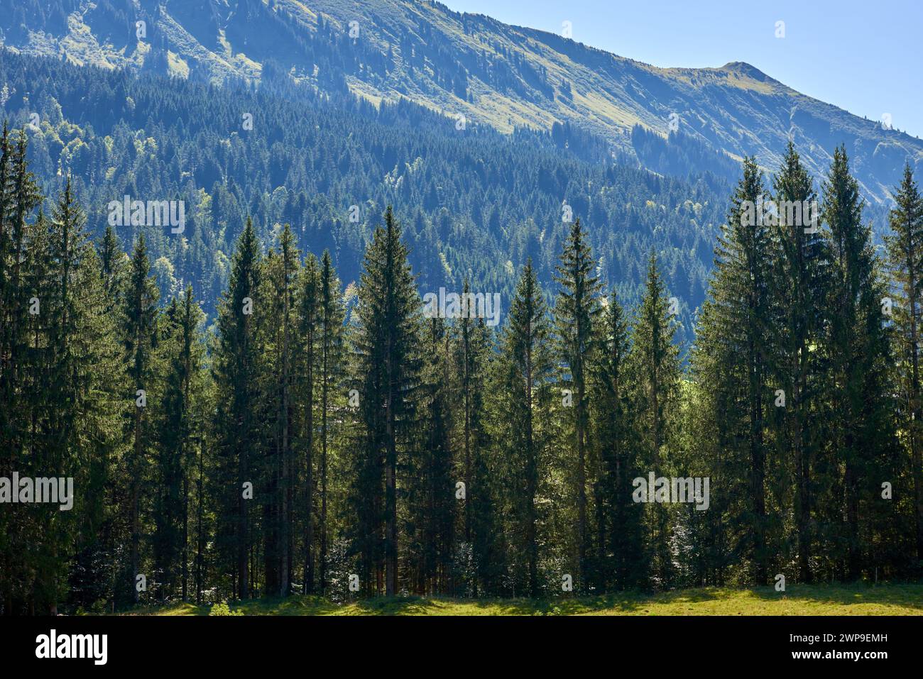 Alpine Meadows, Pine Forests, and the Azure Sky. Summer Meadows and ...