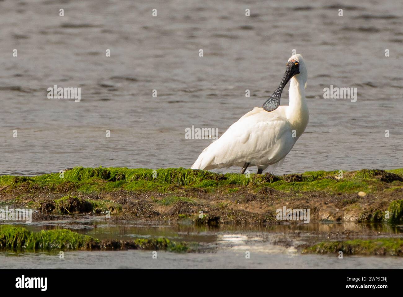 A royal spoonbill (Platalea regia) also known as the black-billed ...
