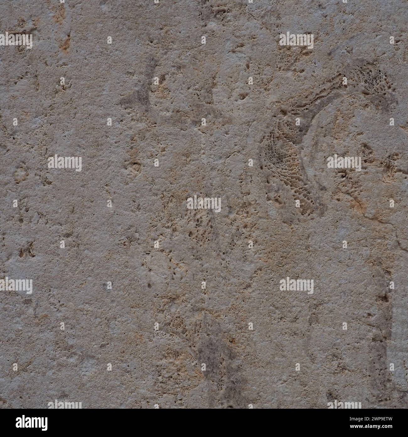 Shell rock is a sedimentary rock. One of the varieties of limestone ...