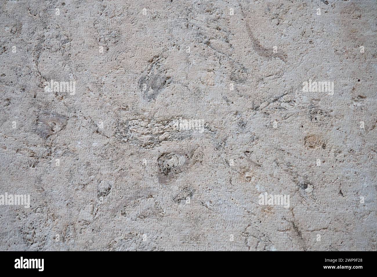 Shell rock is a sedimentary rock. One of the varieties of limestone ...