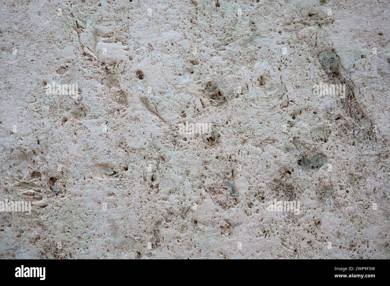 Shell rock is a sedimentary rock. One of the varieties of limestone ...