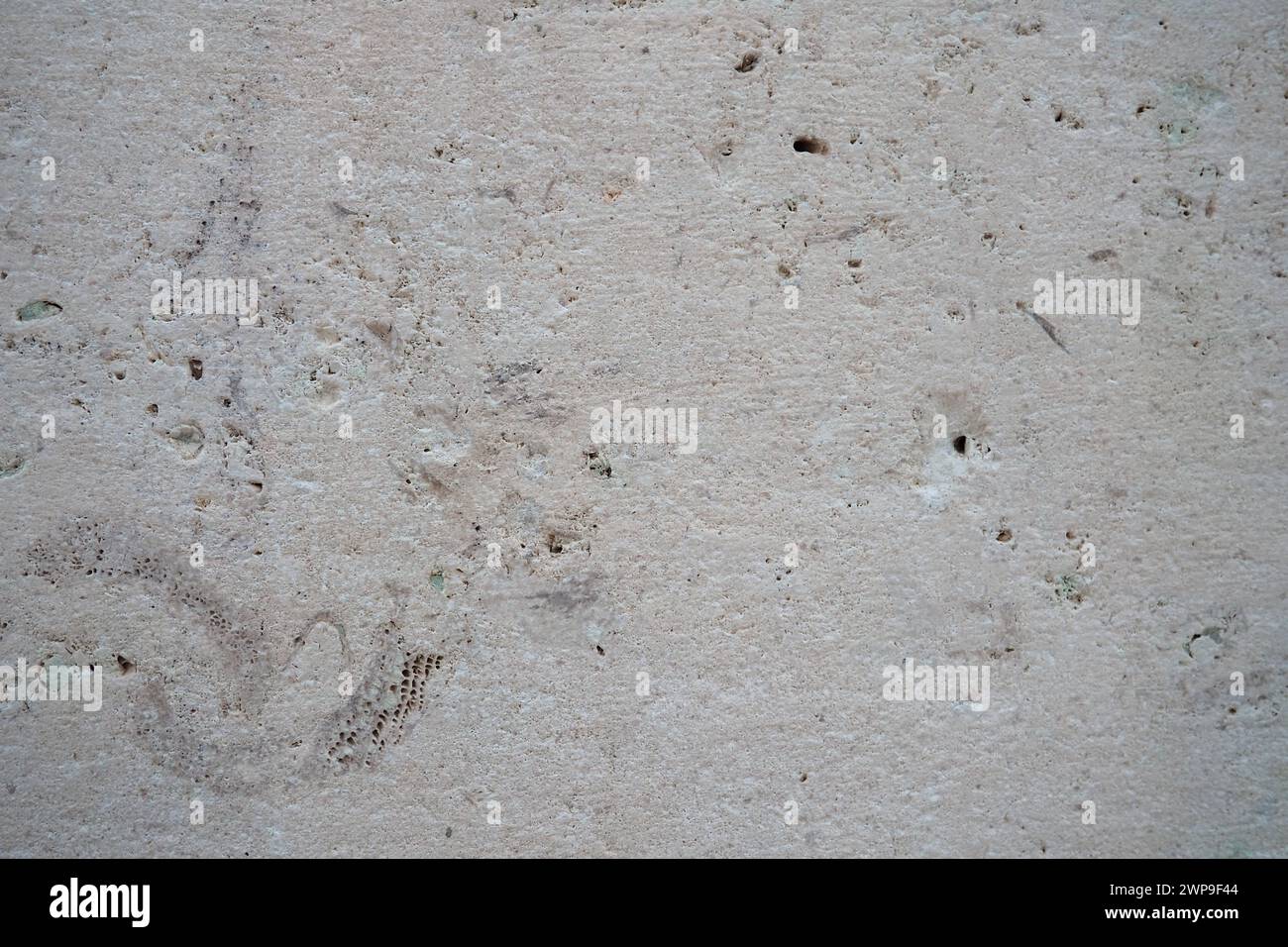 Porous shells hi-res stock photography and images - Alamy