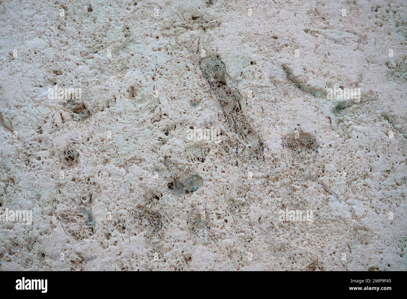 Shell rock is a sedimentary rock. One of the varieties of limestone ...