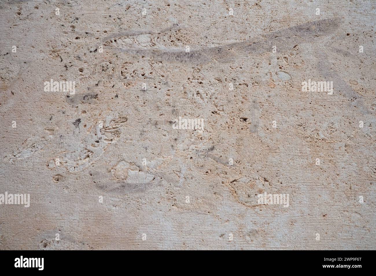 Shell rock is a sedimentary rock. One of the varieties of limestone ...