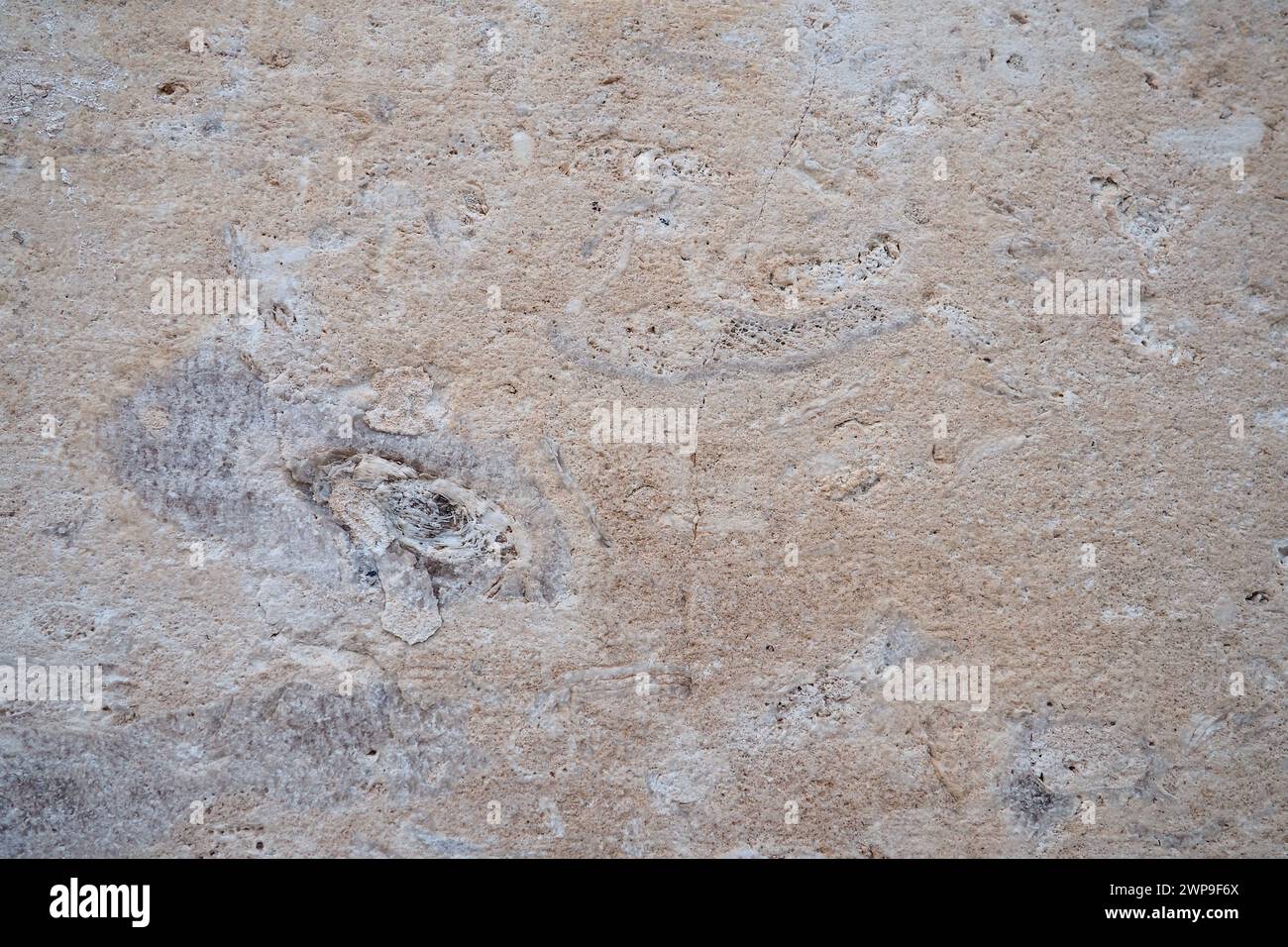 Shell rock is a sedimentary rock. One of the varieties of limestone ...