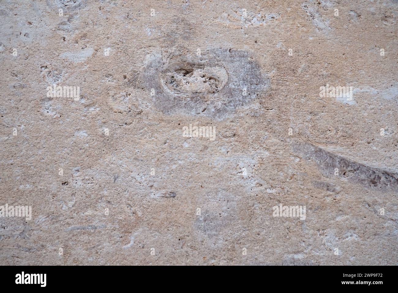 Shell rock is a sedimentary rock. One of the varieties of limestone ...