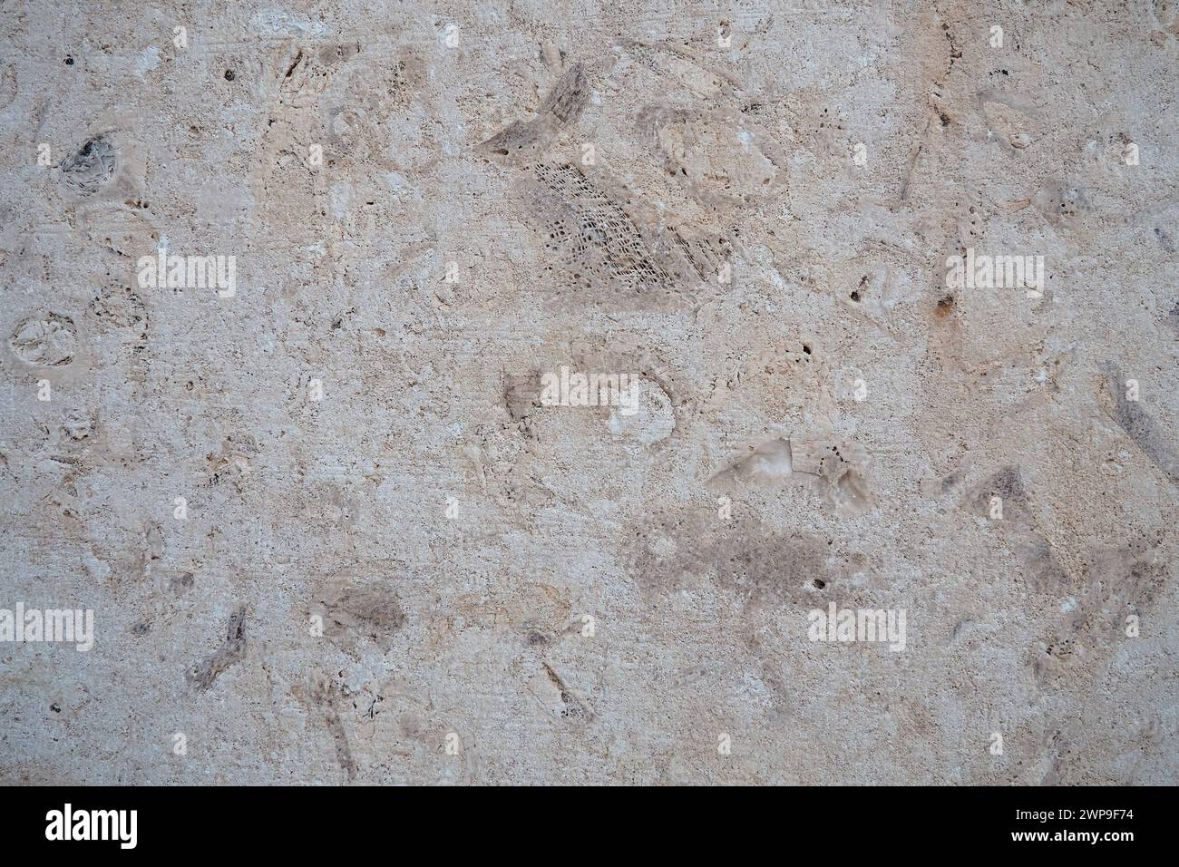 Shell rock is a sedimentary rock. One of the varieties of limestone ...