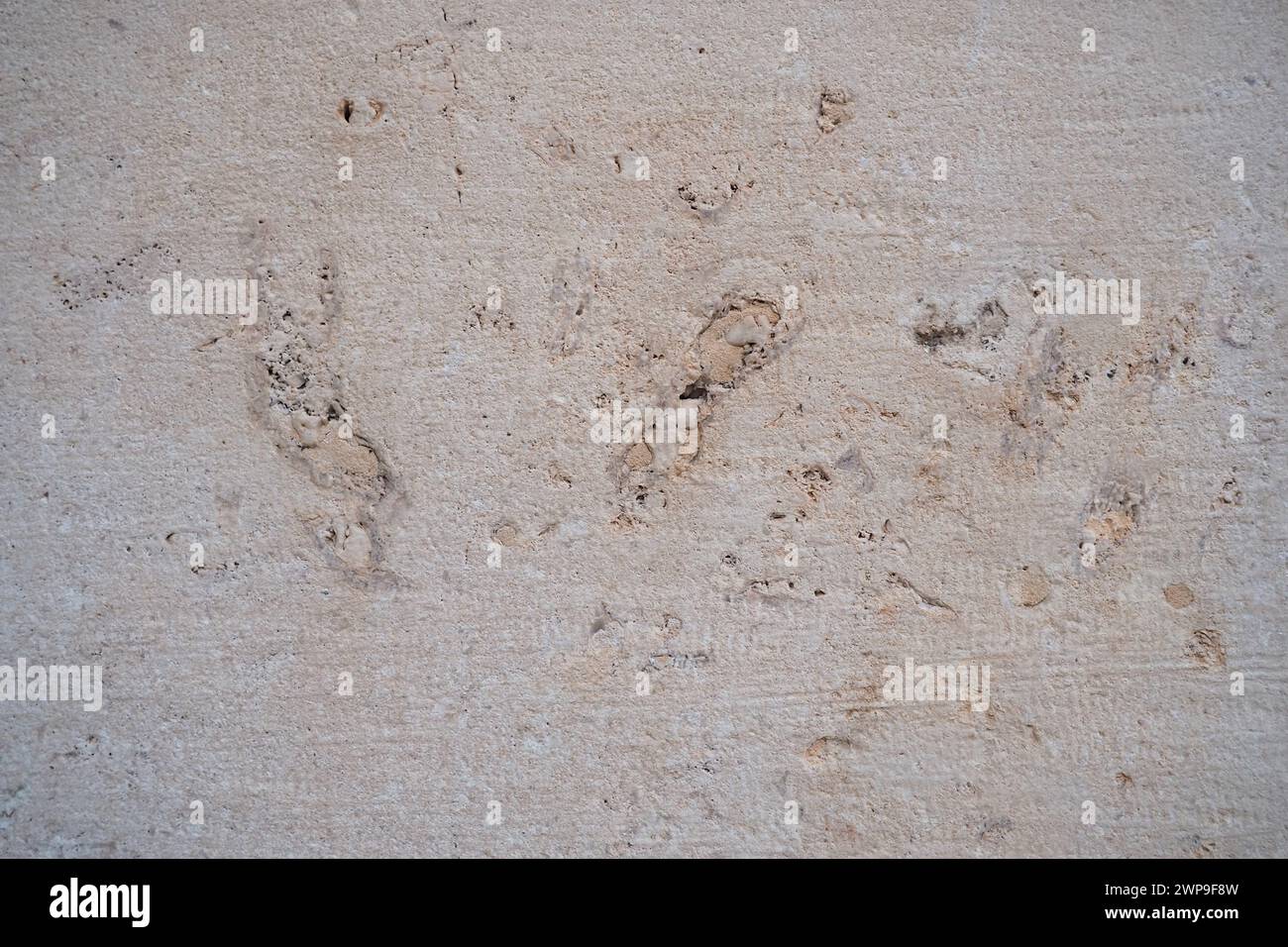 Shell rock is a sedimentary rock. One of the varieties of limestone ...