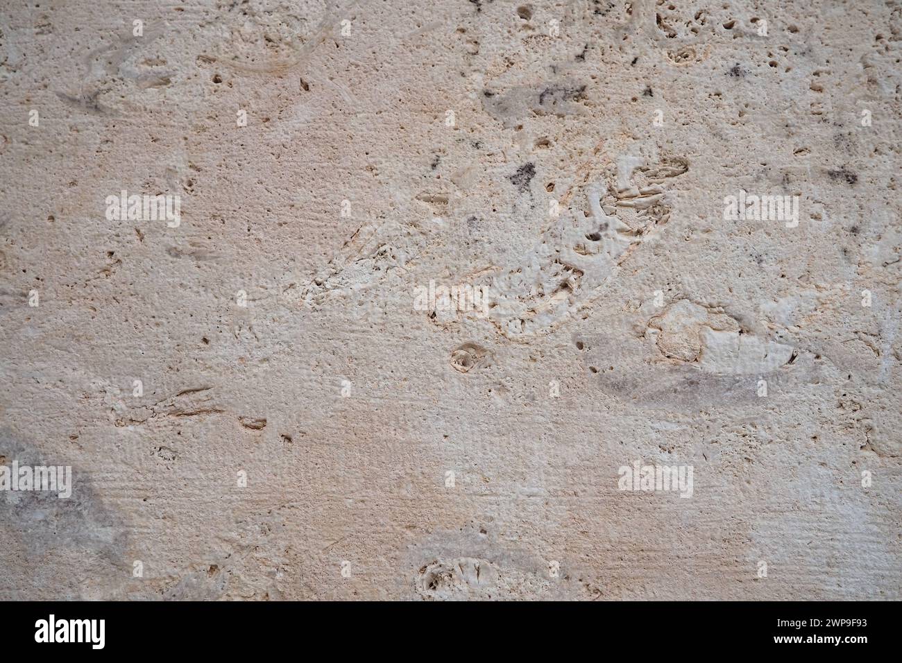 Shell rock is a sedimentary rock. One of the varieties of limestone ...