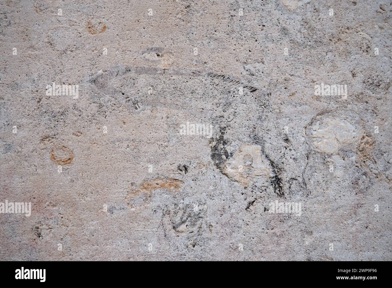 Shell rock is a sedimentary rock. One of the varieties of limestone ...