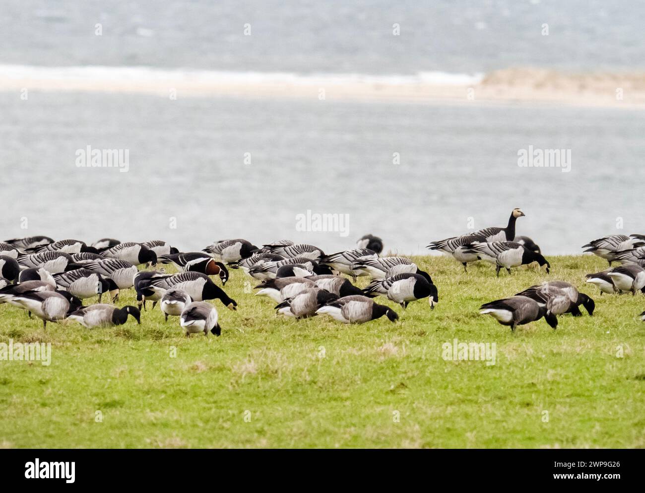 A Red Breasted Goose, Branta ruficollis in with a flock of Brent Goose ...