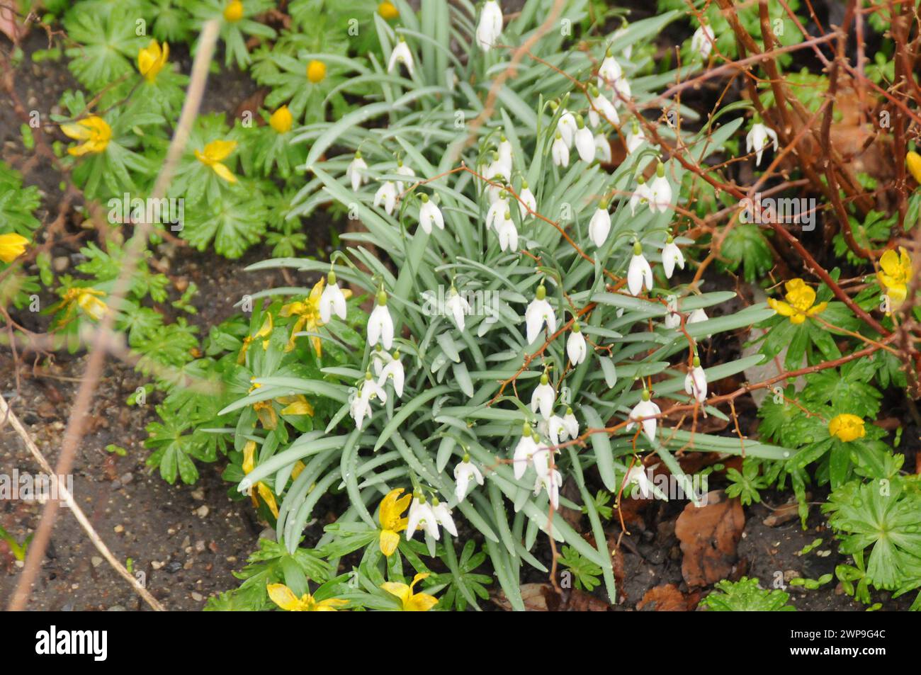 Copenhagen, Denmark /06 March 2024/Snow bulb flowers in small homke ...