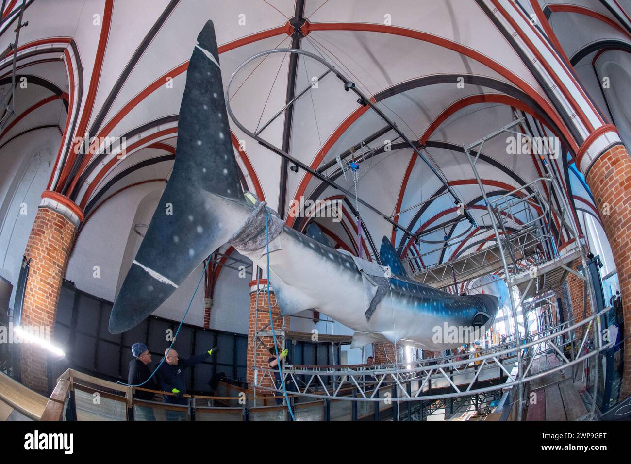 Stralsund, Germany. 06th Mar, 2024. View of a whale shark model in the ...