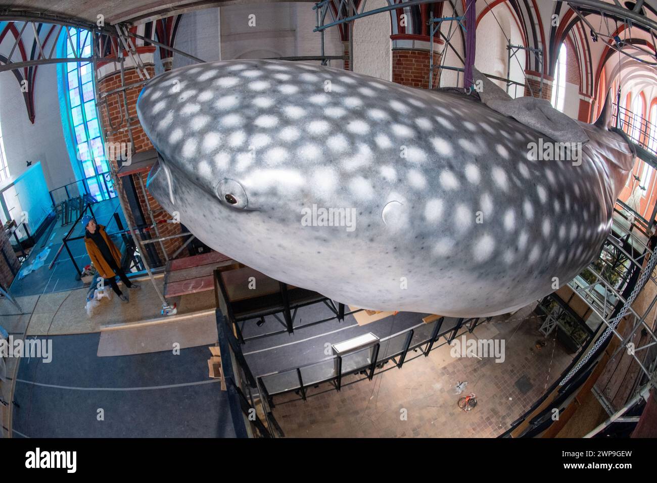 Stralsund, Germany. 06th Mar, 2024. View of a whale shark model in the ...